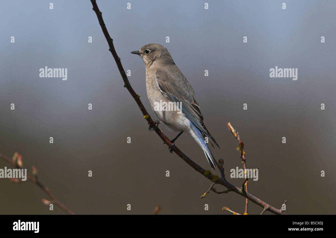 Female mountain bluebird hi-res stock photography and images - Alamy