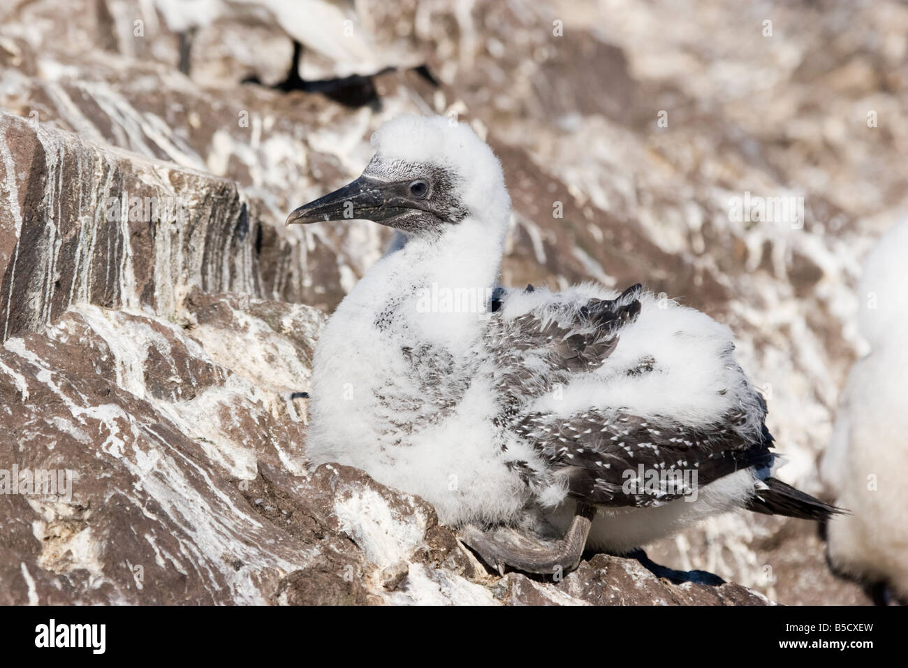 Rock chick hi-res stock photography and images - Alamy