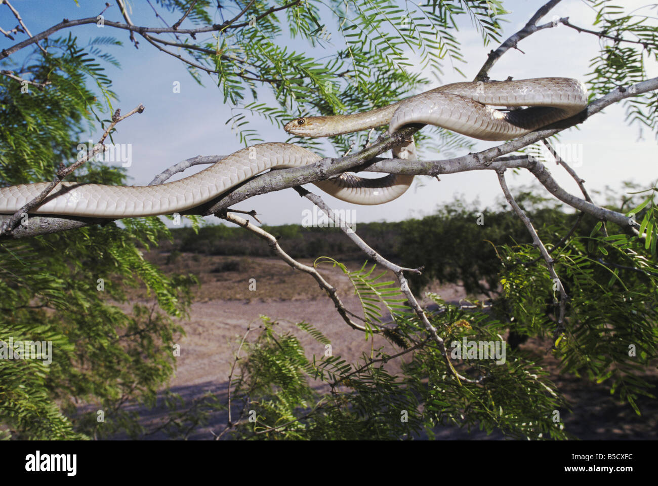Coachwhip snake hi-res stock photography and images - Alamy