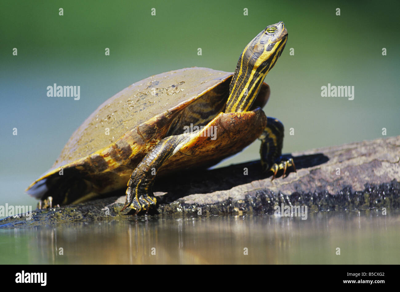 Yellow-bellied Slider Trachemys scripta scripta adult on log sunning ...