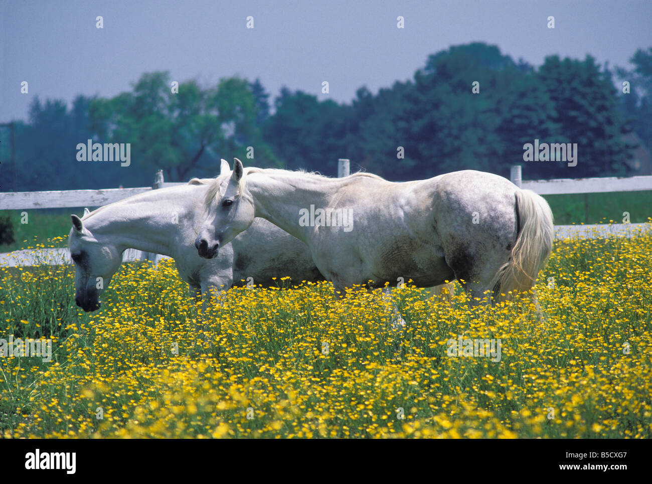 Two Arabian Horses in Paddock of Yellow Flowers Near Racine Wisconsin ...