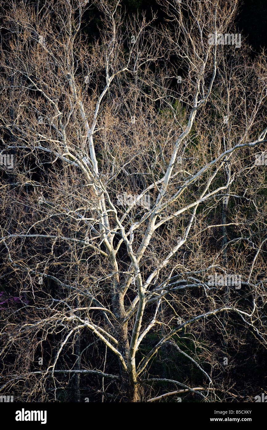 A large sycamore tree in late afternoon sunlight captured with a 500mm ...