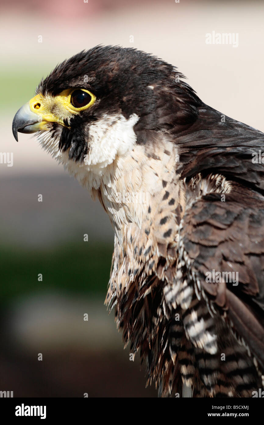 Peregrine Falcon Falco peregrinus Stock Photo - Alamy
