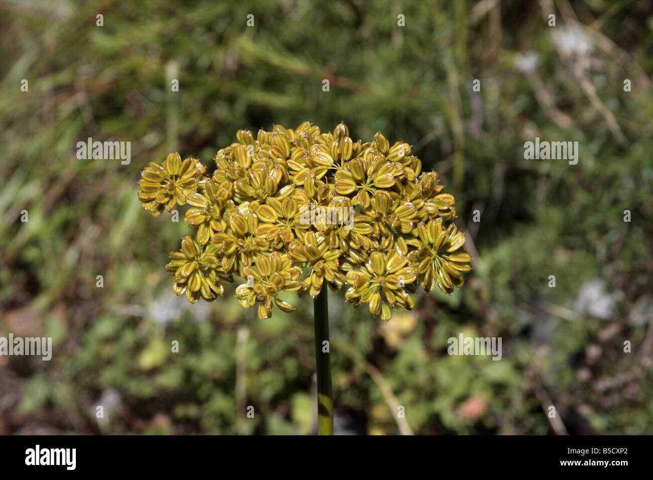 Angelica fruits, Italian Alps Stock Photo - Alamy