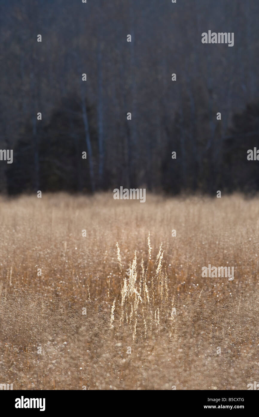 Backlit Indian grass stands tall in a field of switchgrass and other ...