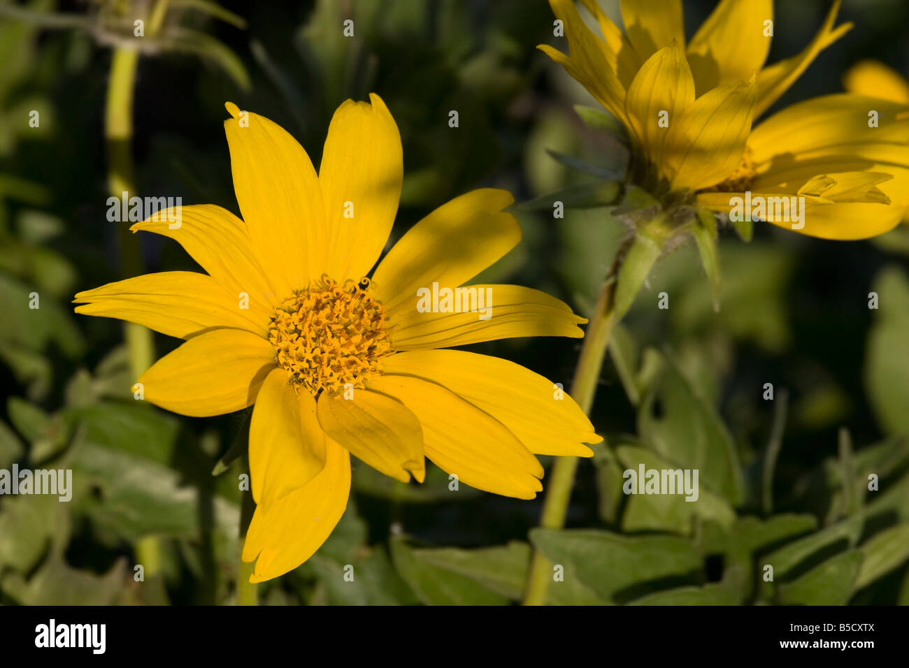 Cutleaf balsamroot also known as bigleaf balsamroot blooming in late ...
