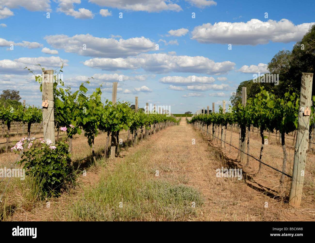 Rutherglen victoria hi-res stock photography and images - Alamy