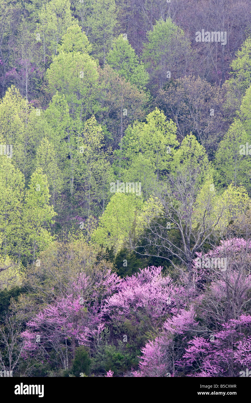 Foliage forest hi-res stock photography and images - Alamy