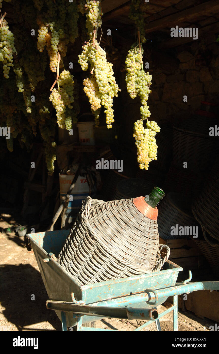 Grapes drying on straw hi-res stock photography and images - Alamy