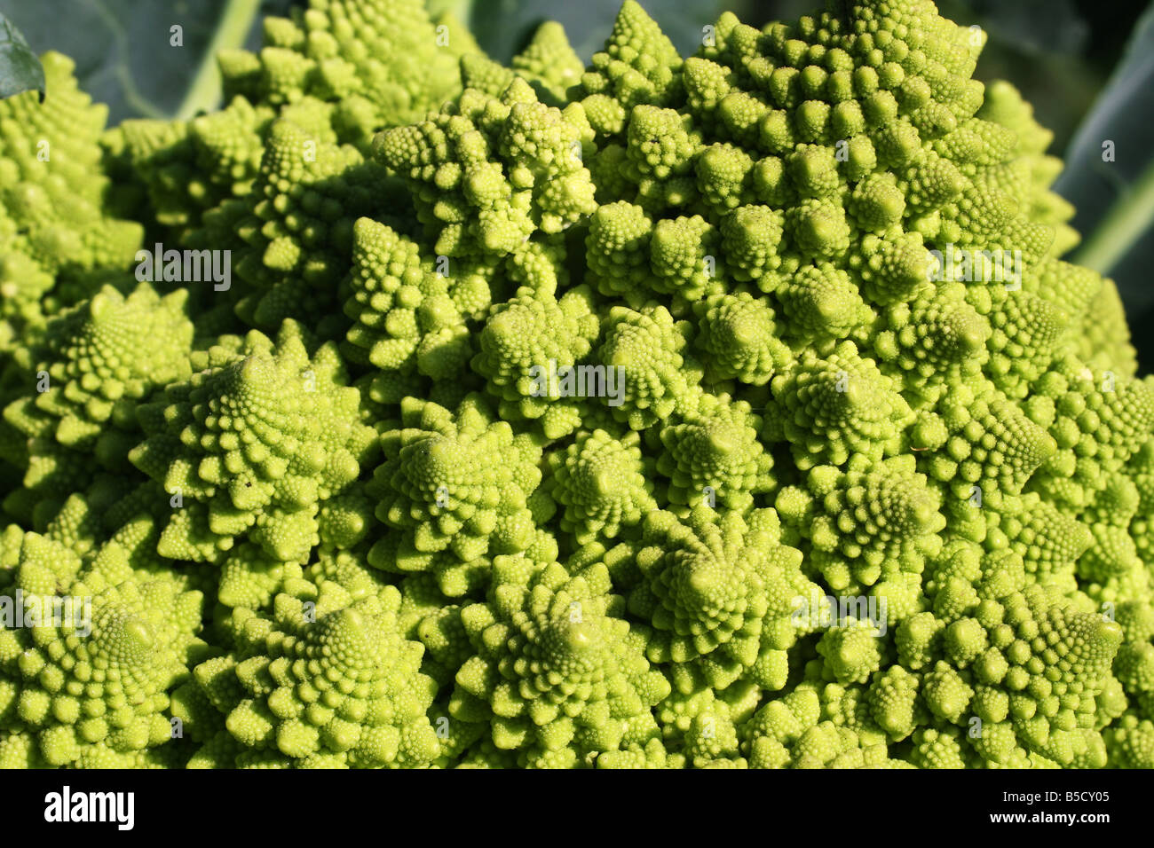 Colliflower hi-res stock photography and images - Alamy