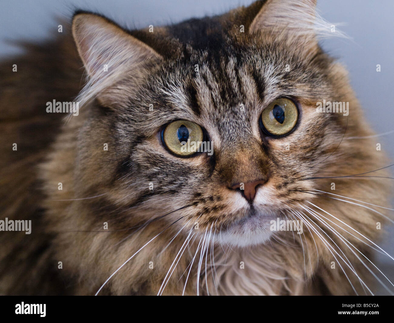 A close up of a cat's head Stock Photo - Alamy