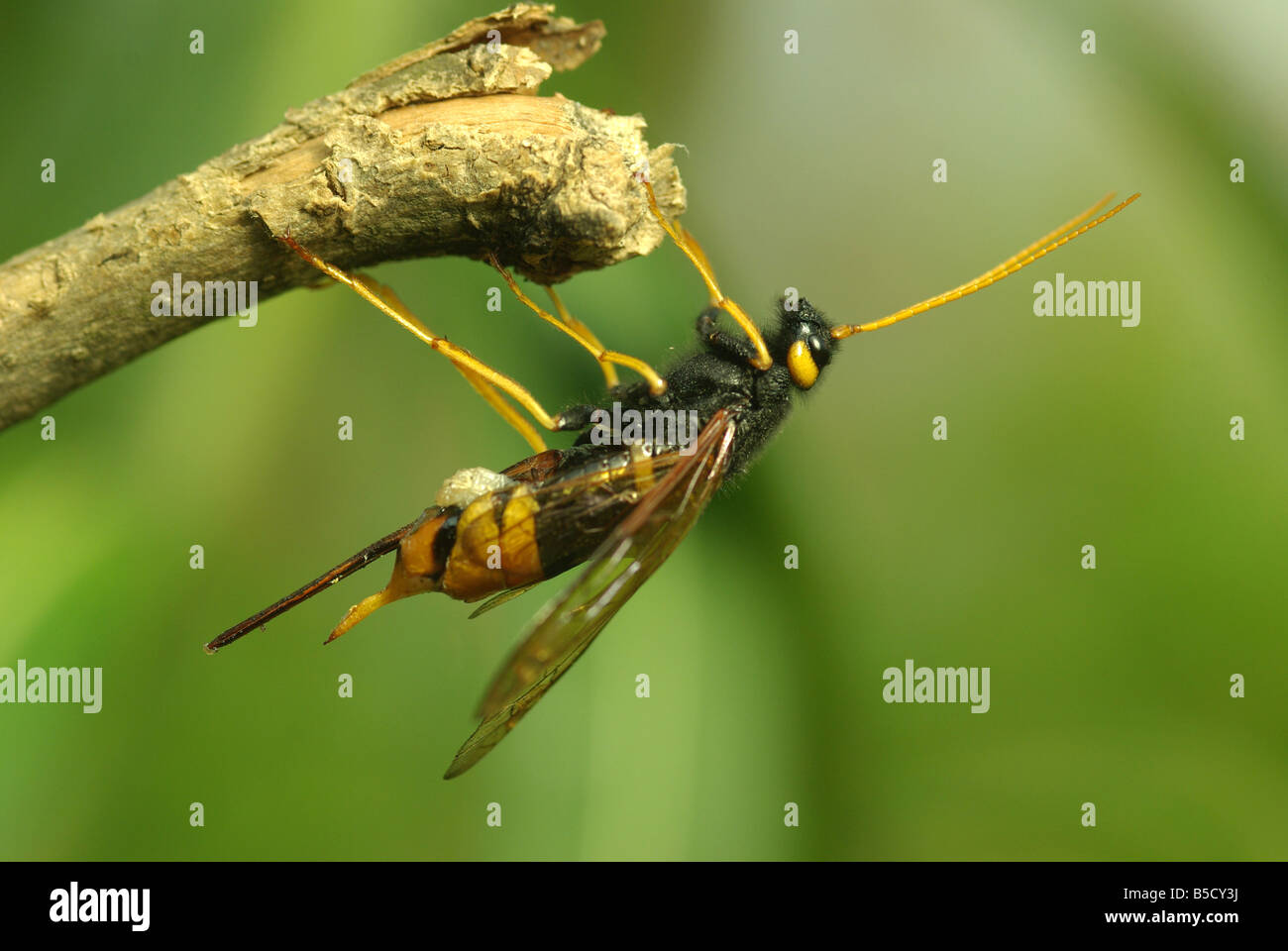 A female wood wasp (Urocerus gigas Stock Photo - Alamy