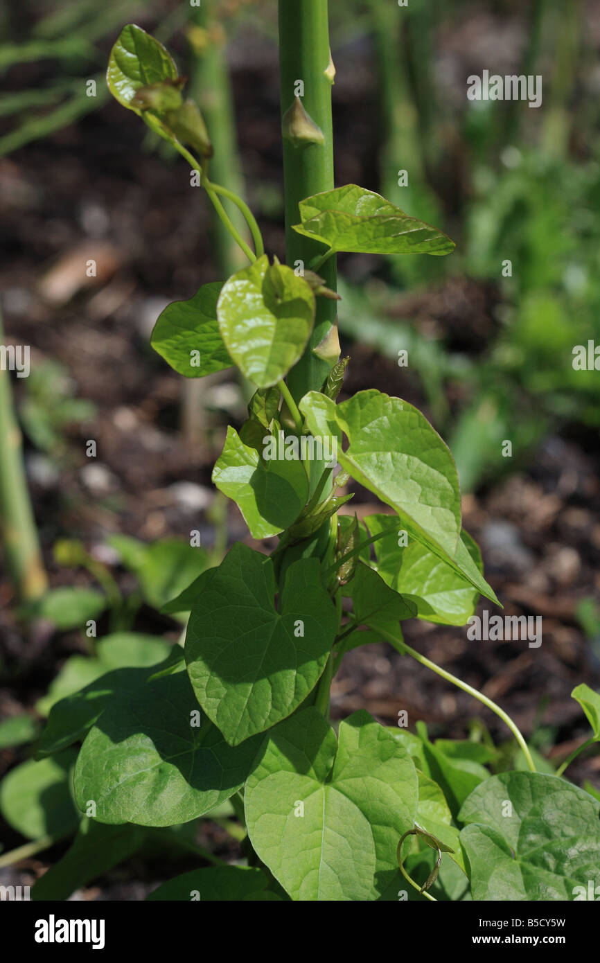 FIELD BINDWEED Convolvulus arvensis STARTING TO CLIMB ASPARAGUS STALKS ...