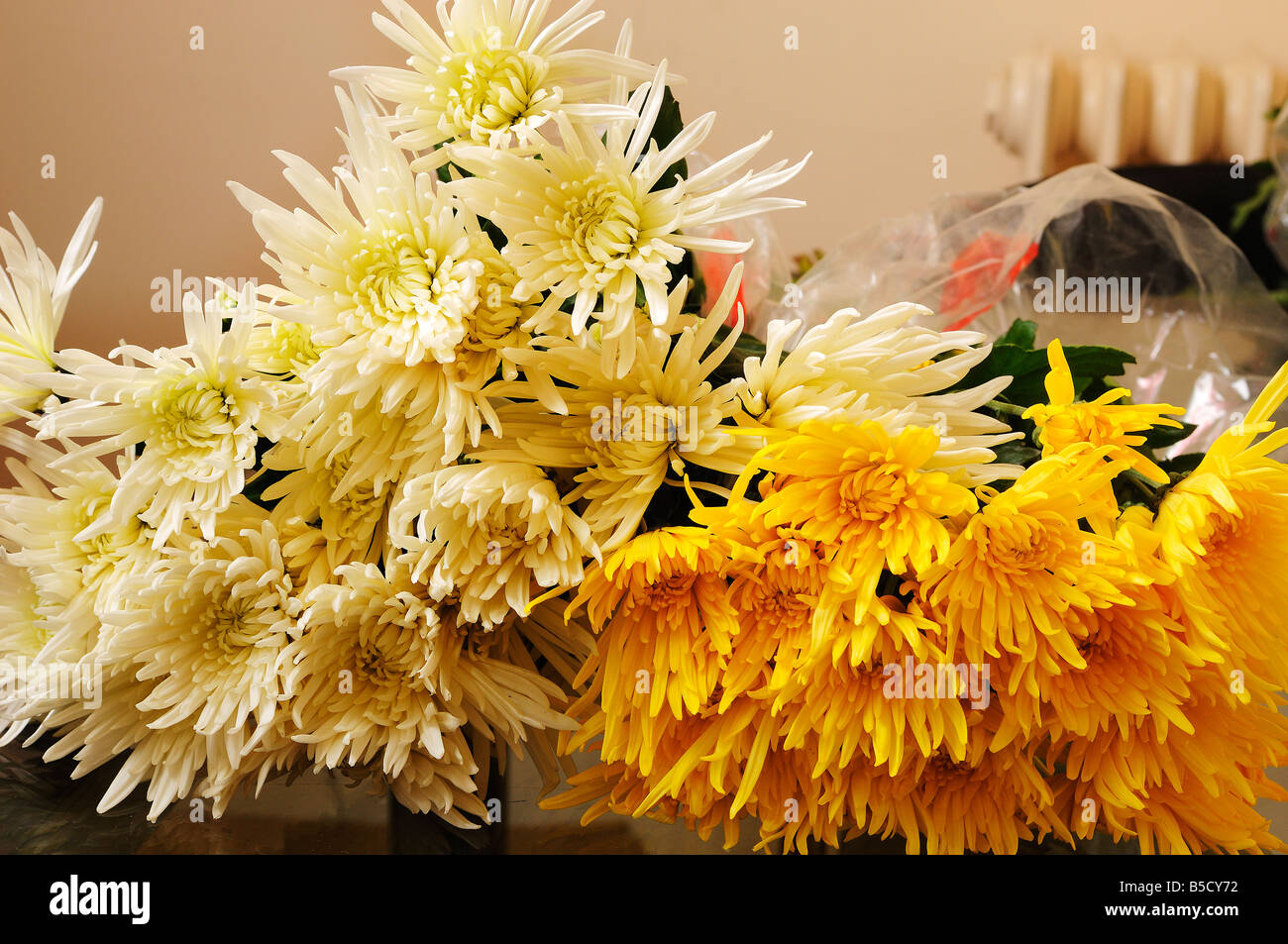 Sunny Anastasia Chrysanthemums often called mums Stock Photo - Alamy