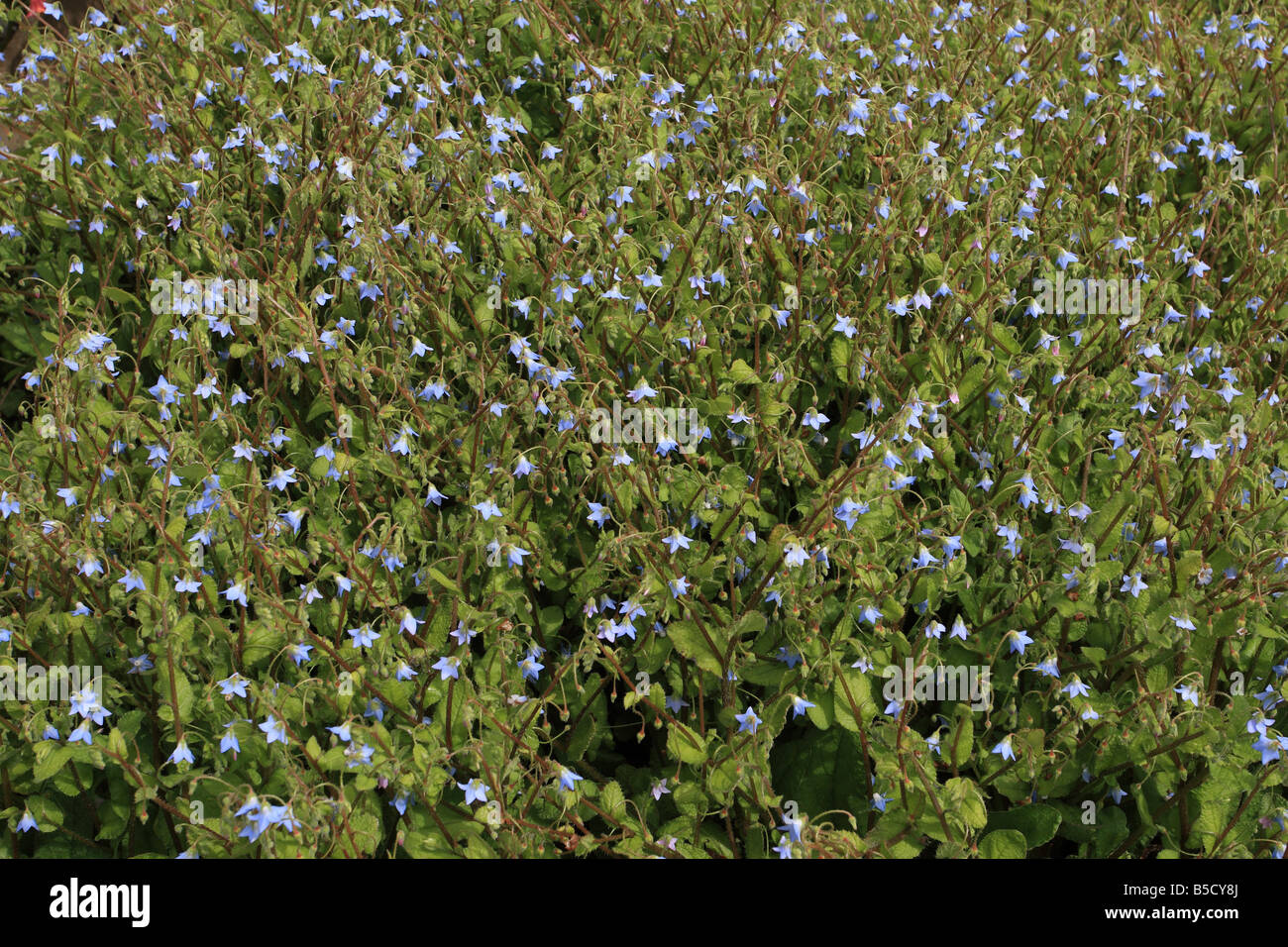 Flower perennial plants hi-res stock photography and images - Alamy