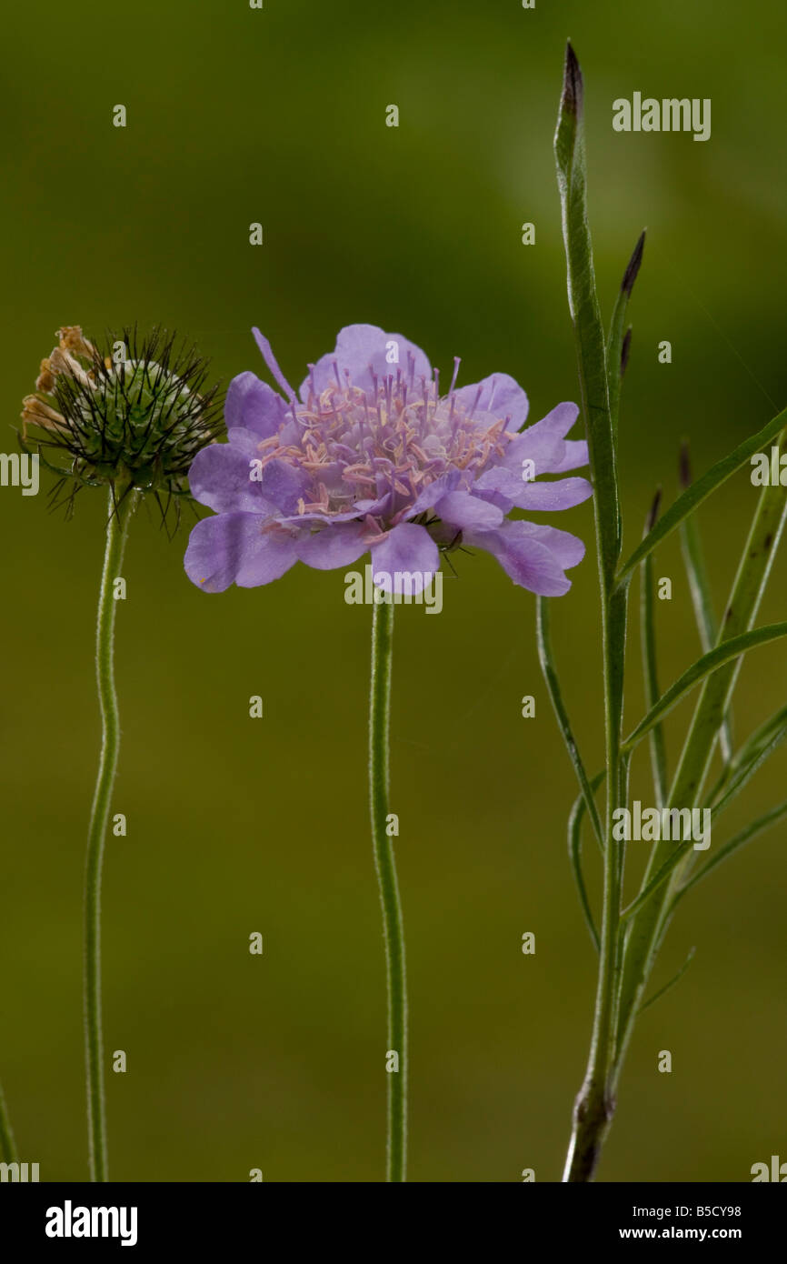 Small Scabious or Dove s foot scabious Scabiosa columbaria in flower ...