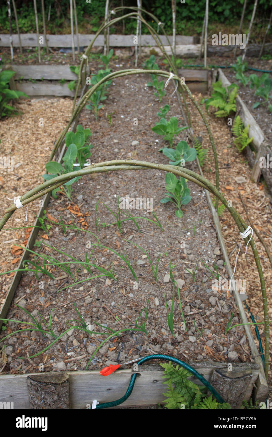 NETTING BRASSICAS USING WILLOW STICKS TO MAKE THE FRAME TO SUPPORT THE ...