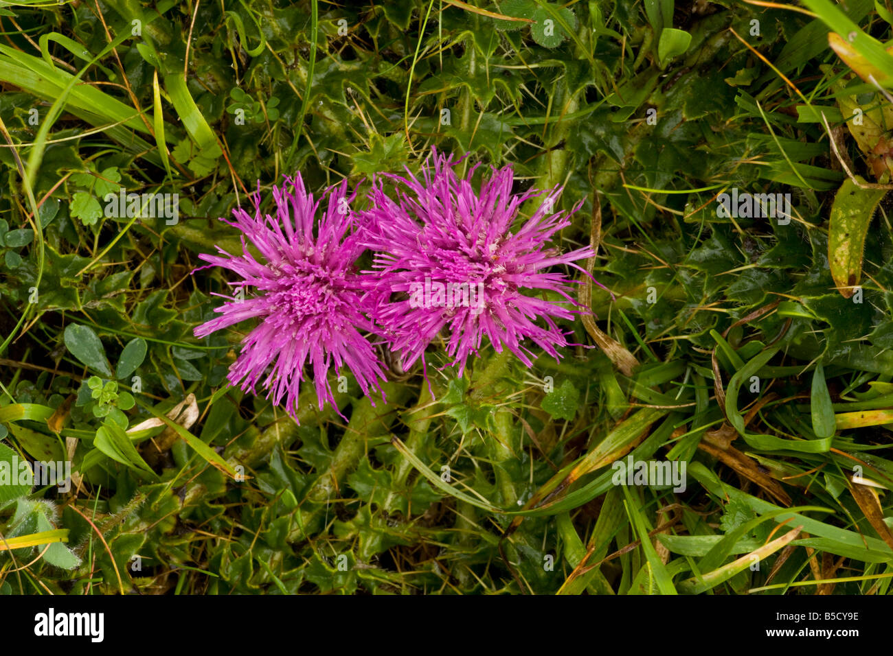 Cirsium acaule hi-res stock photography and images - Alamy