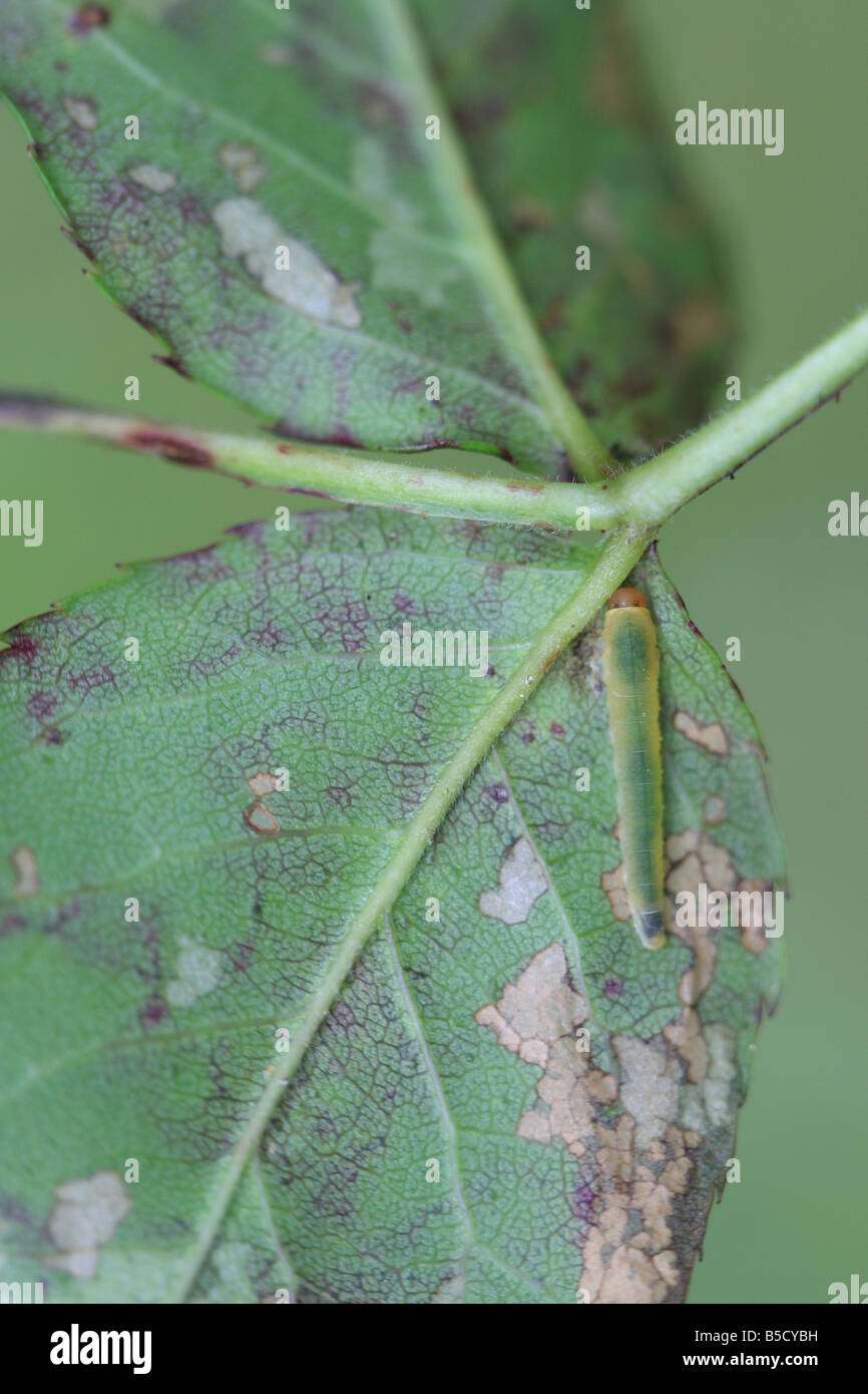 ROSE SLUG SAWFLY Endelomyia aethiops FEEDING ON UNDERSIDE OF ROSE LEAF ...