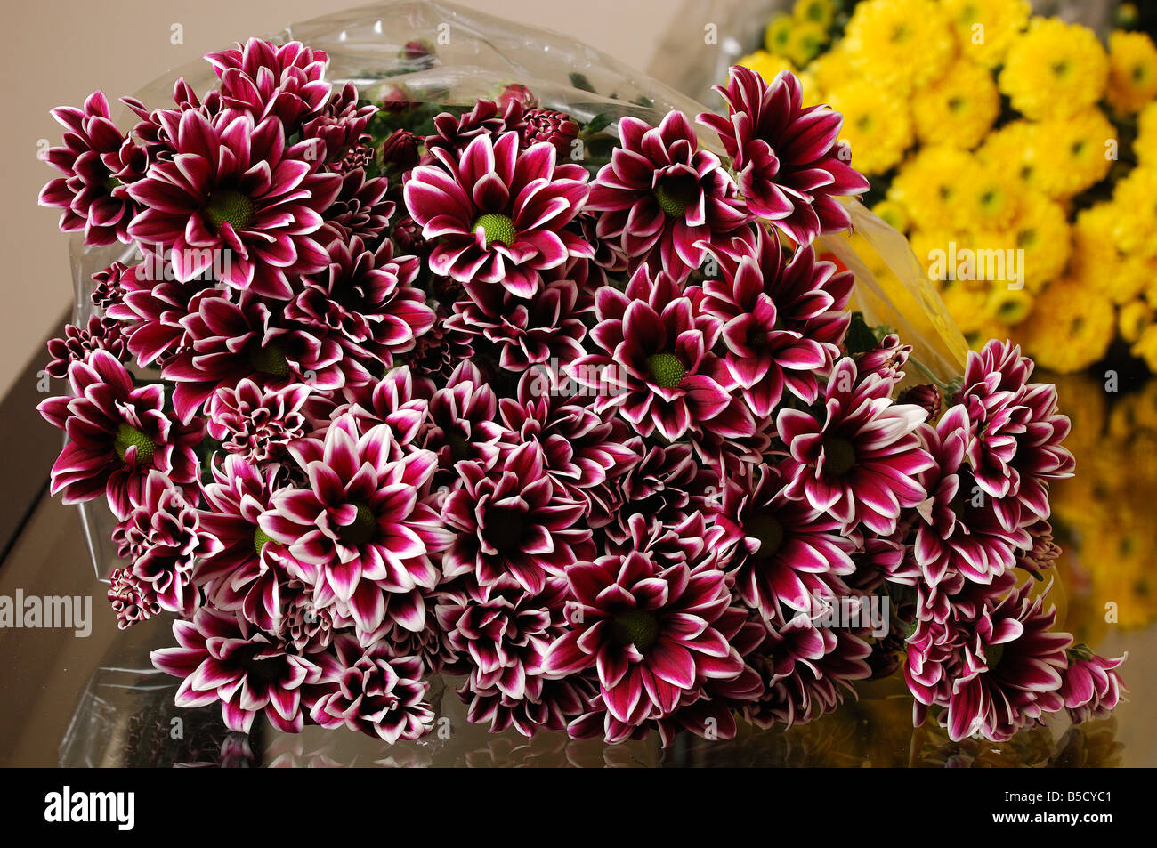 Two tone flower hi-res stock photography and images - Alamy