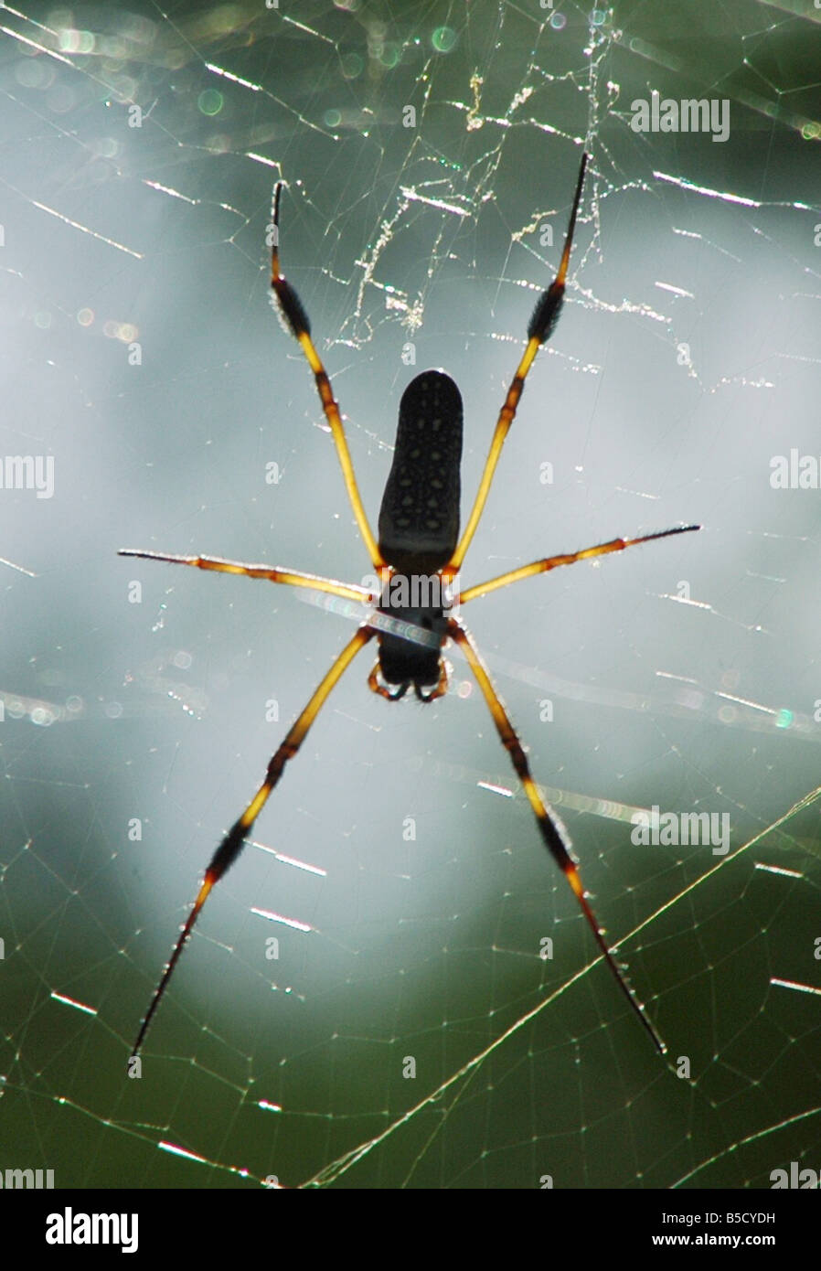 Large spider in their web, Chiapas, Mexico Stock Photo - Alamy