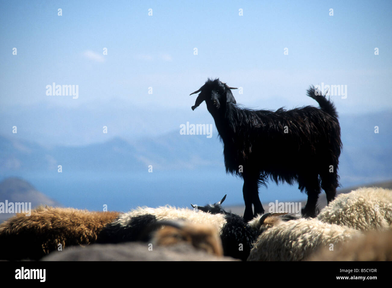 Turkey shepherd goats goat hi-res stock photography and images - Alamy