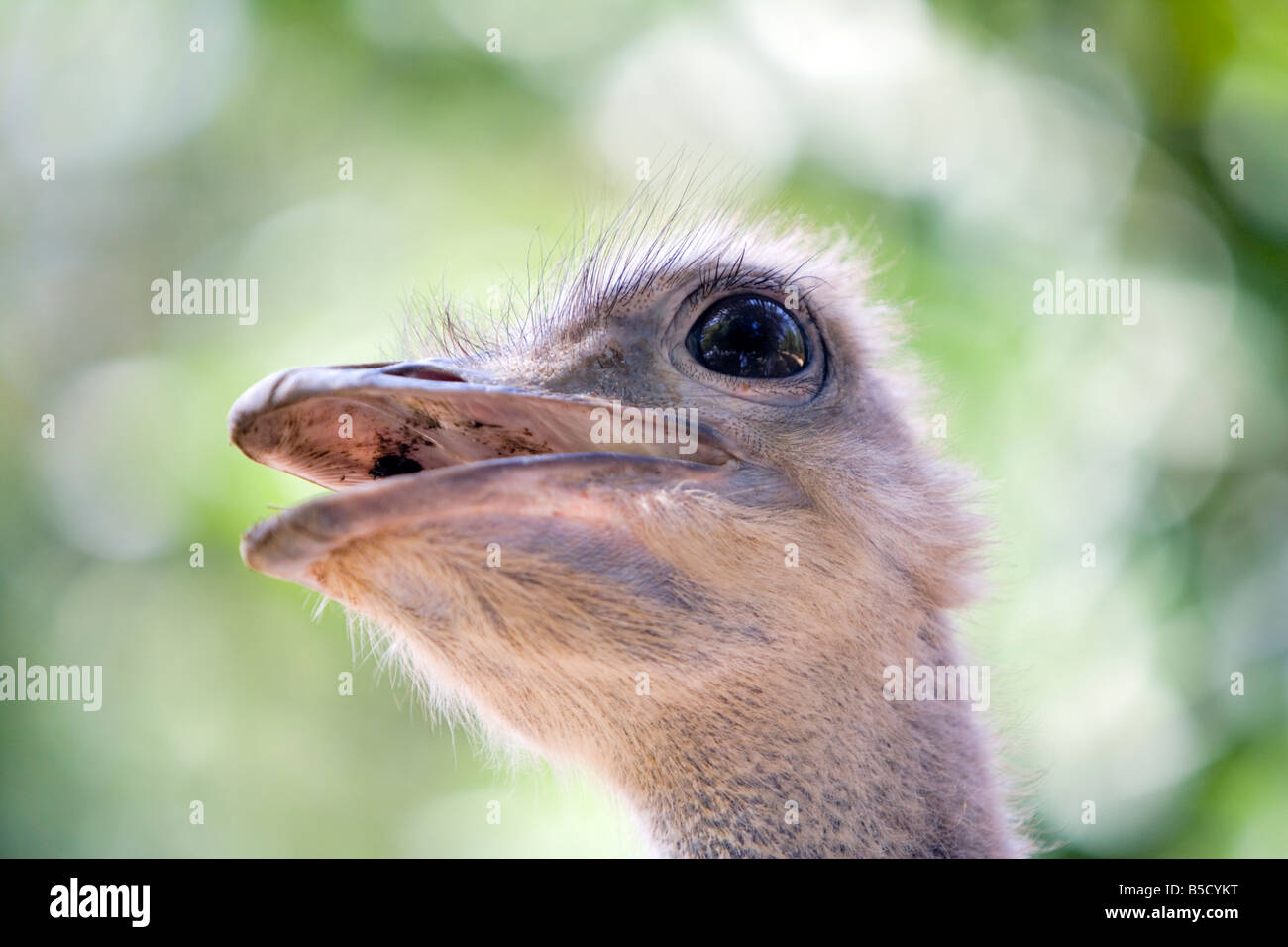 Ostrich at restaurant in Umurlu near, Aydin, Turkey, Asia Minor ...
