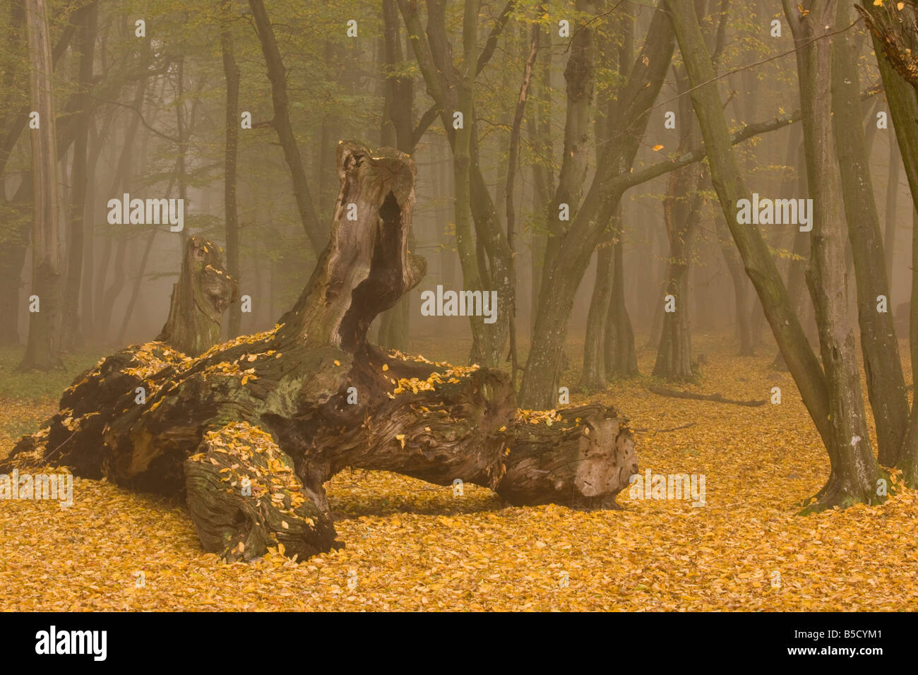 Ancient wood pasture with old oaks and beeches in the mist autumn the ...