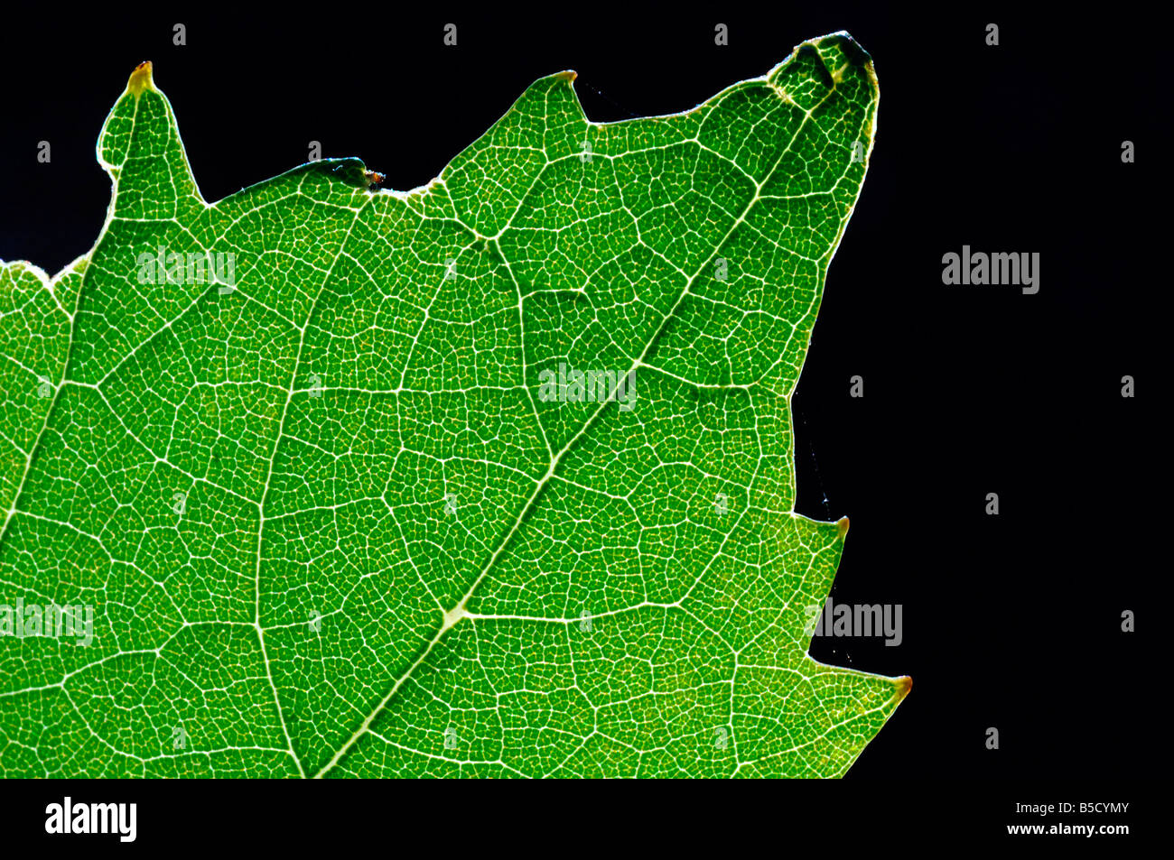 Backlit garden plant hi-res stock photography and images - Alamy