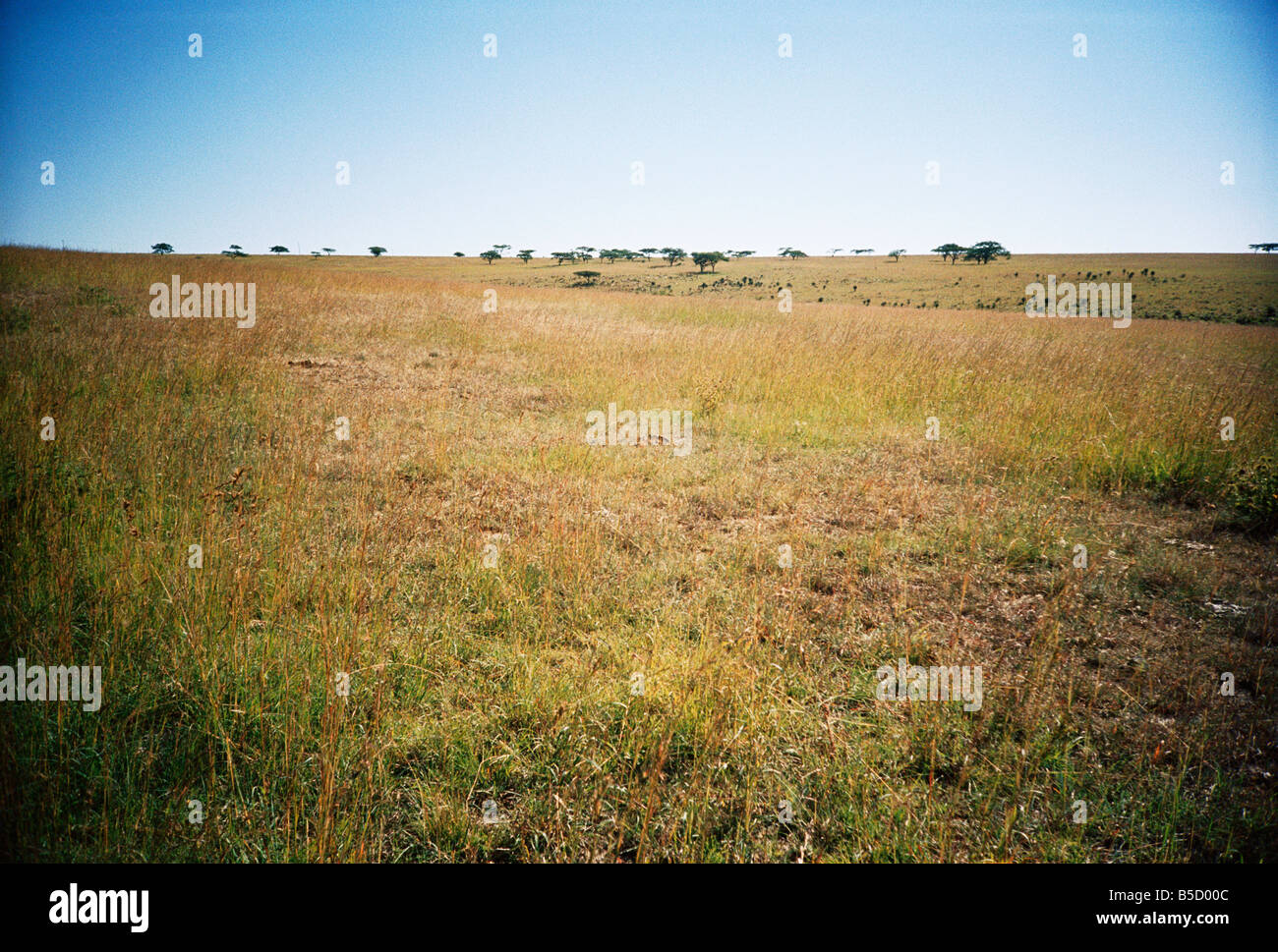 South Africa, Open landscape with grass Stock Photo - Alamy