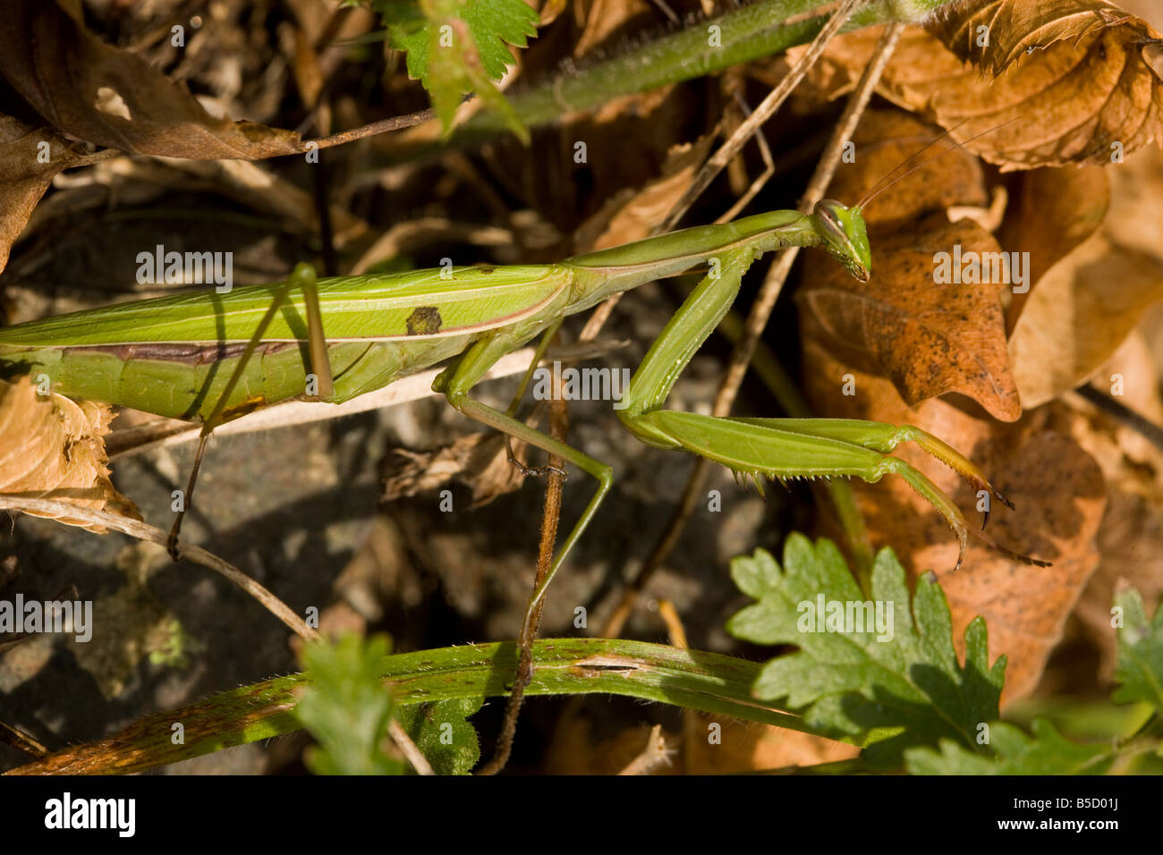 Female Praying Mantis Mantis religiosa in autumn Romania Stock Photo ...