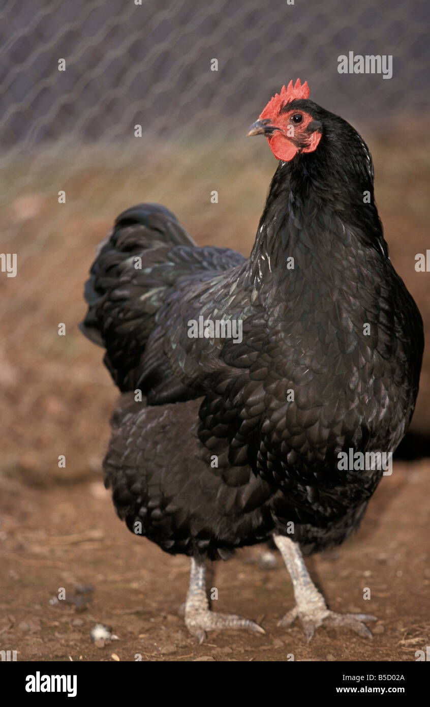 Australorp Chicken Kangaroo Valley New South Wales Australia Stock ...