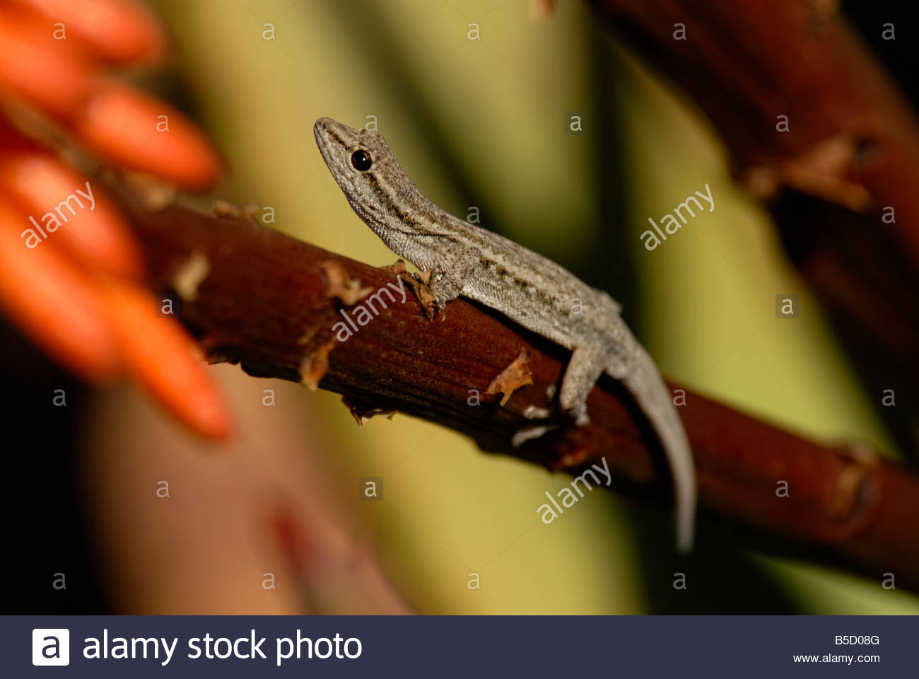Cape Gecko High Resolution Stock Photography and Images - Alamy