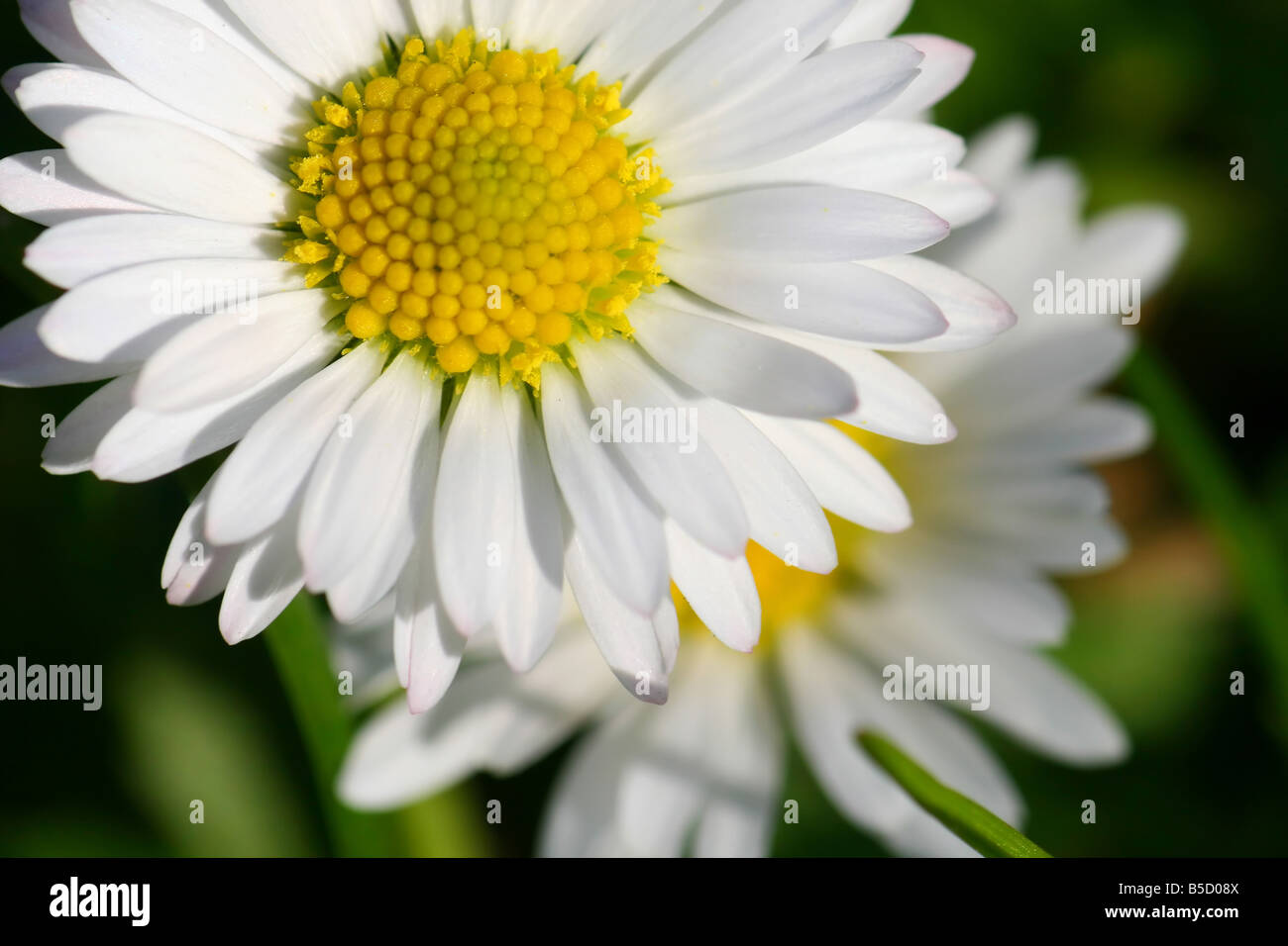 daisy closeup details Stock Photo - Alamy