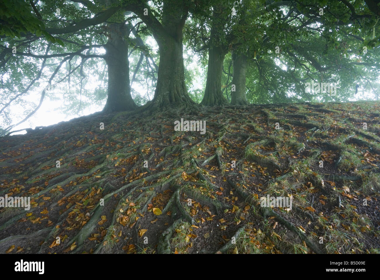 Tree roots hi-res stock photography and images - Alamy