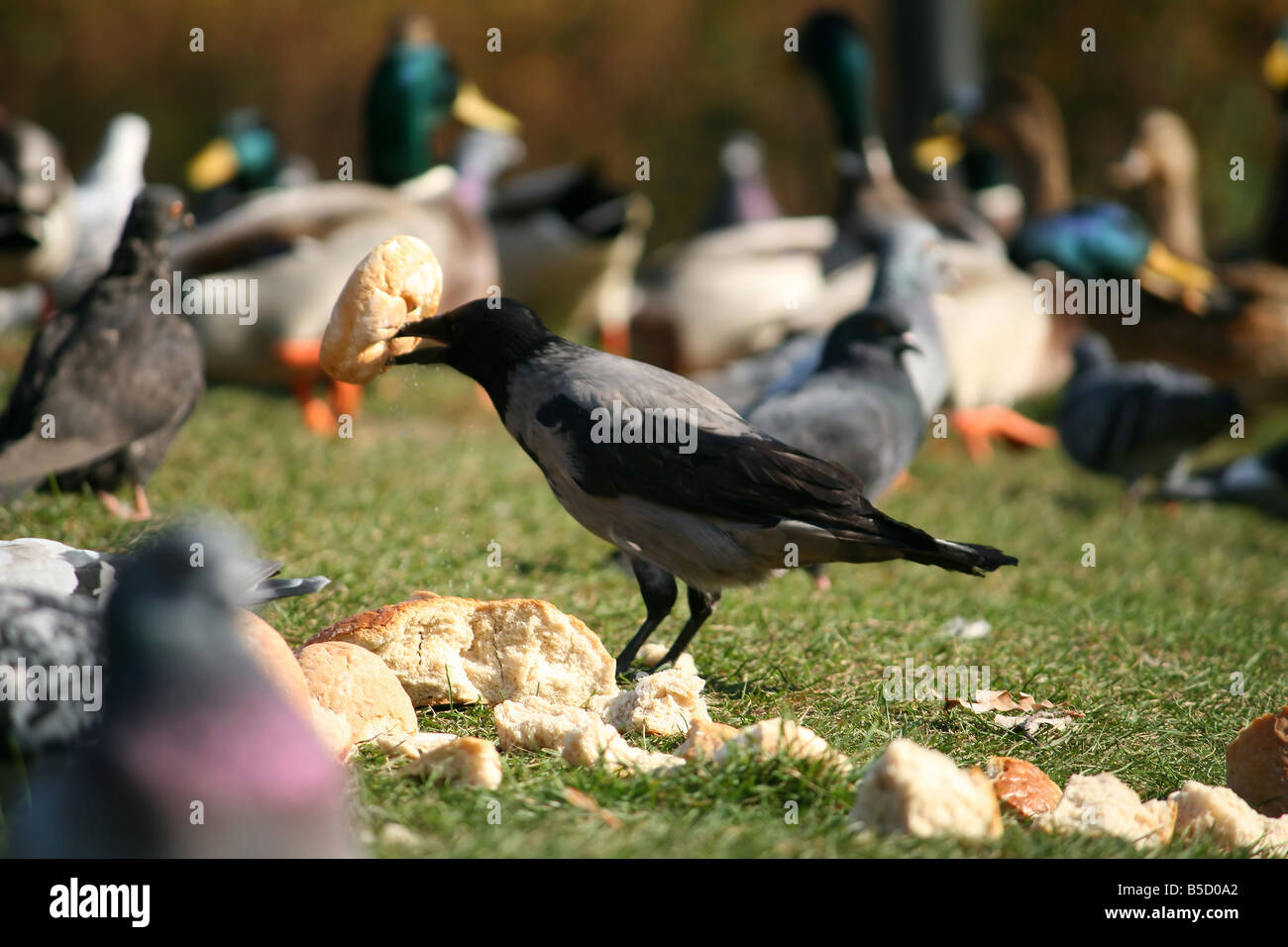 crow eating Corvus cornix Stock Photo - Alamy
