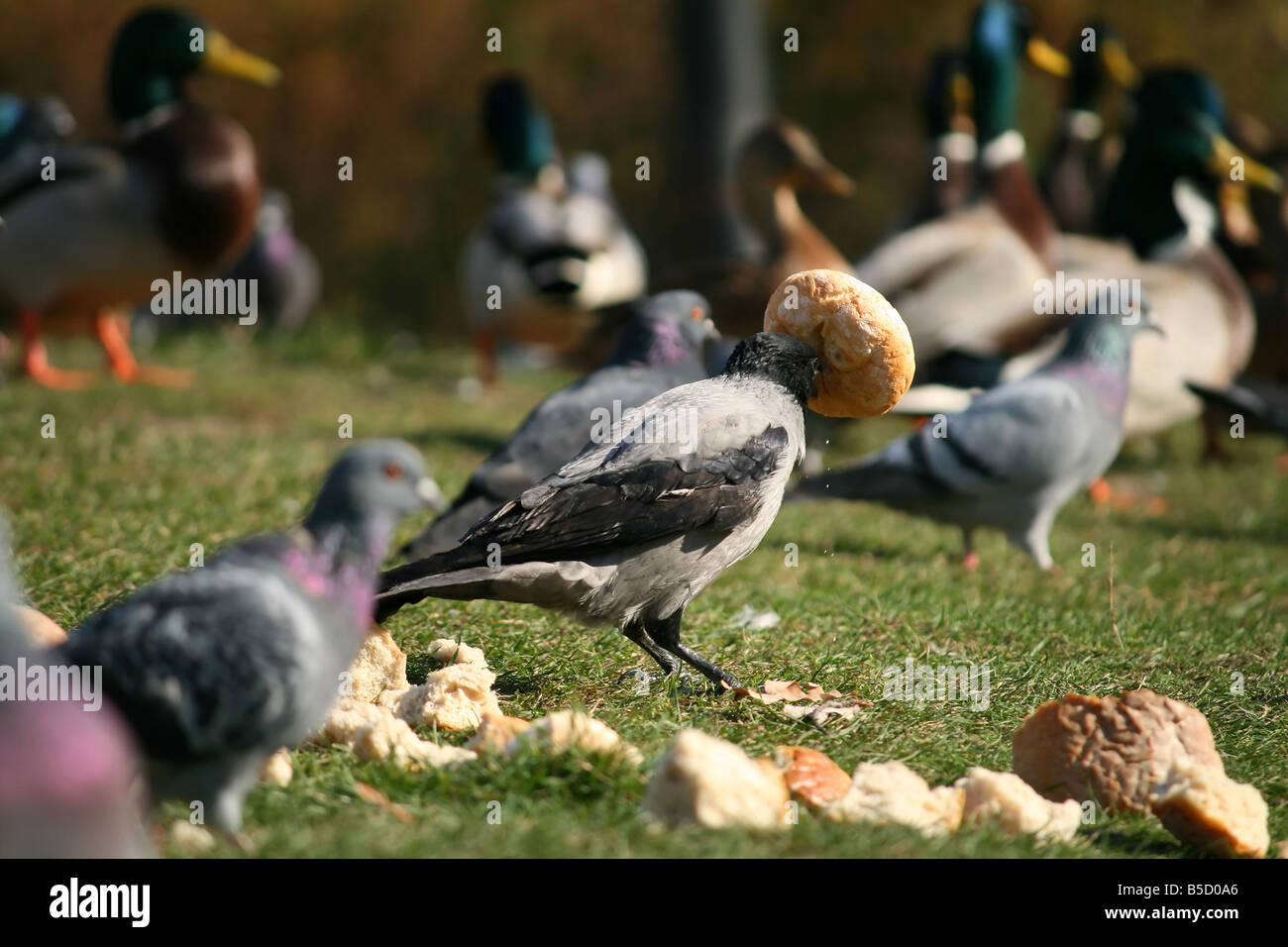 crow eating Corvus cornix Stock Photo - Alamy