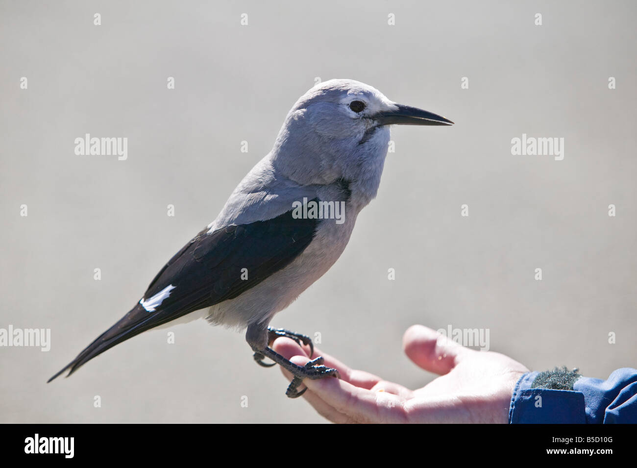Nutcracker bird hi-res stock photography and images - Alamy