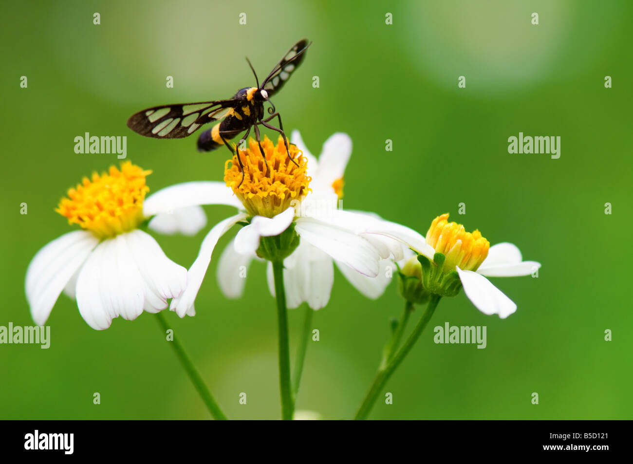 The closeup view of moth on yellow flowers Stock Photo - Alamy