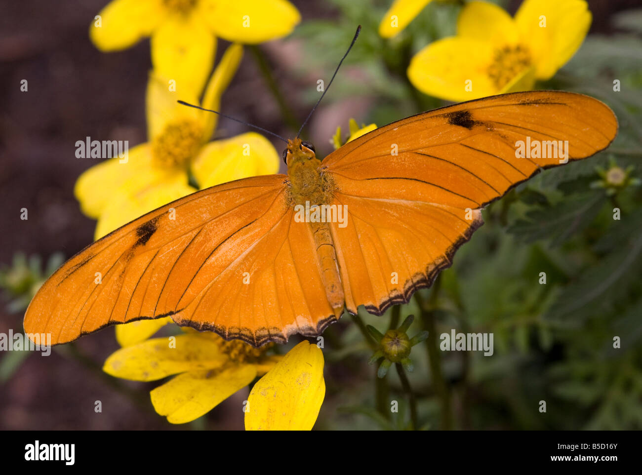 Bright Orange Julia Moth Dryas Julia on Yellow Flowers Stock Photo - Alamy