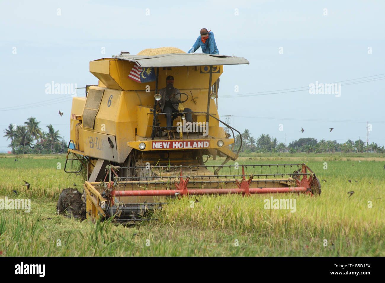 rice harvester at paddy field Malaysia Stock Photo - Alamy