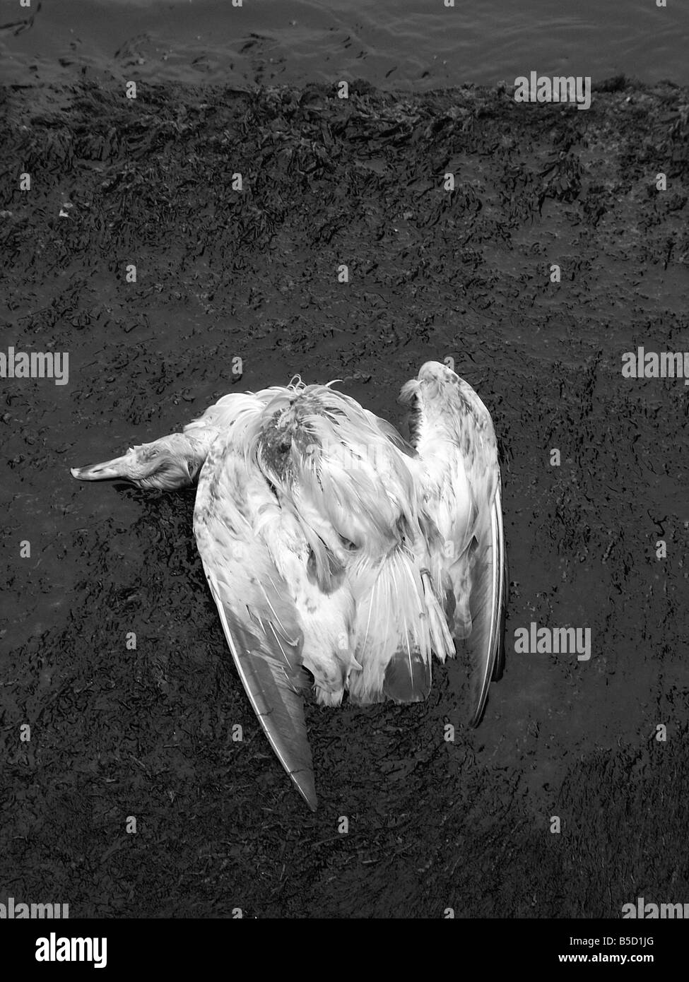 Dead bird dead bird Black and White Stock Photos & Images - Alamy