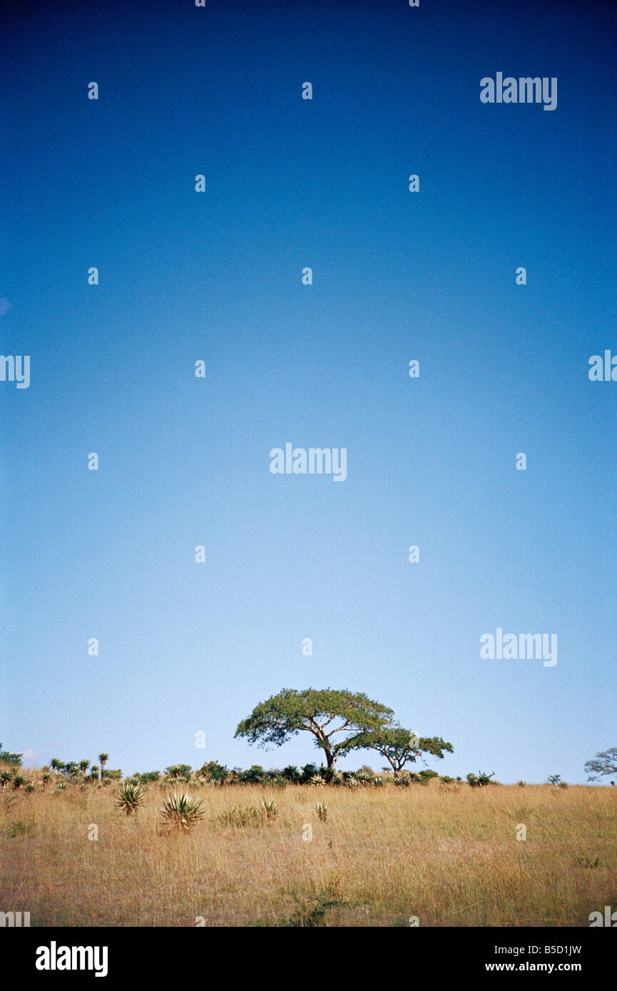 South Africa, Open landscape with grass Stock Photo - Alamy