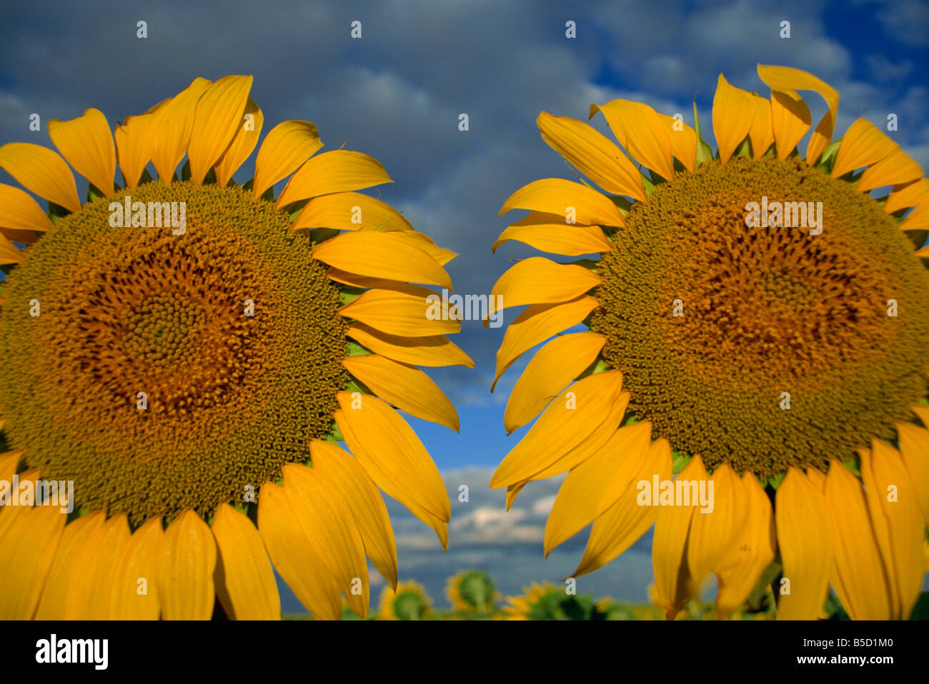 Close up of two sunflower heads in the Spanish sun D Harcourt Webster ...