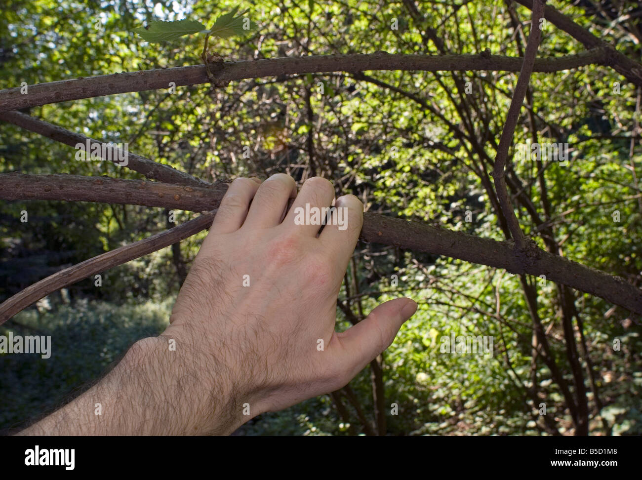 hand in the forest Stock Photo - Alamy