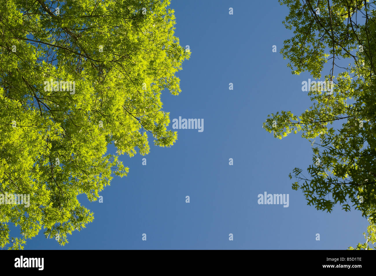 backlit view of tree foliage Stock Photo - Alamy
