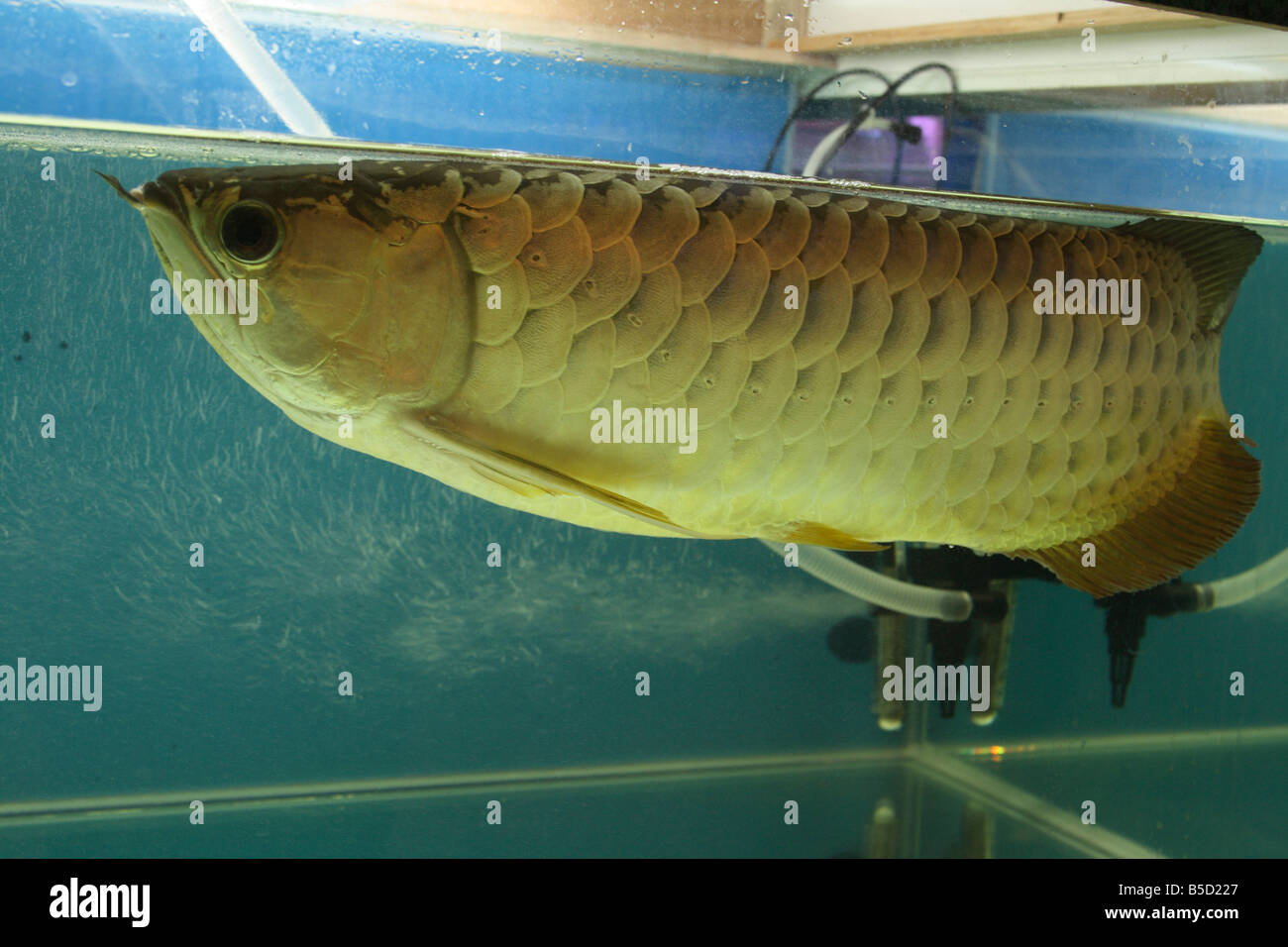 Arowana fish hi-res stock photography and images - Alamy