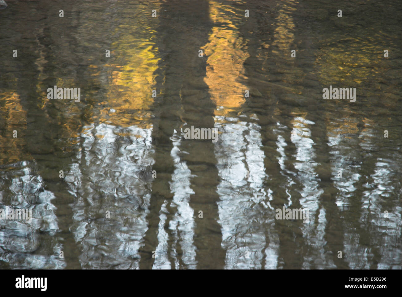 Reflections of Redwood trees in river Stock Photo - Alamy
