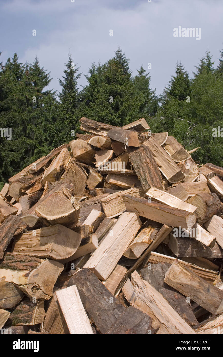 piled logs in the forest Stock Photo - Alamy