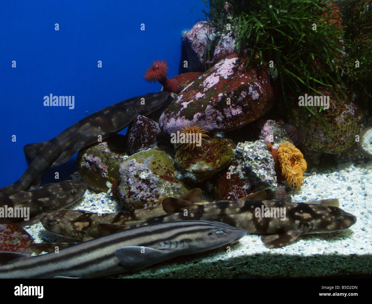South Africa, Cape Town, aquarium, fish Stock Photo - Alamy